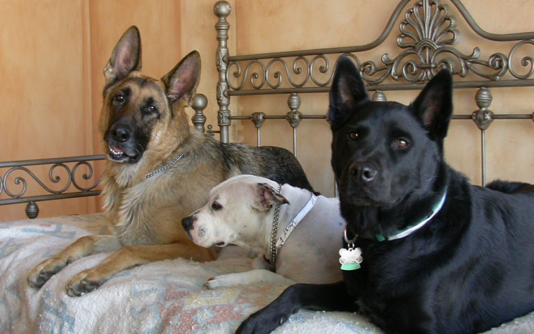 Photo Gallery | Paradise Ranch Pet Resort