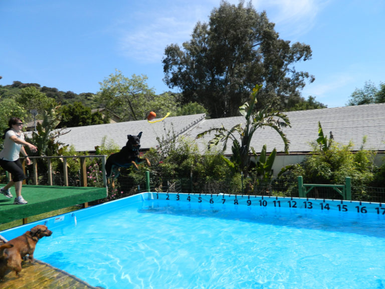 Waterpark | Paradise Ranch Pet Resort