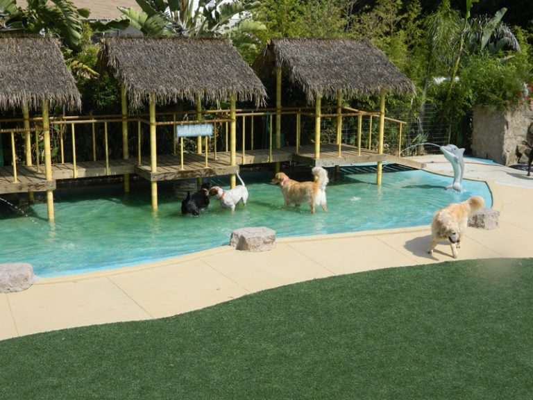 Waterpark | Paradise Ranch Pet Resort