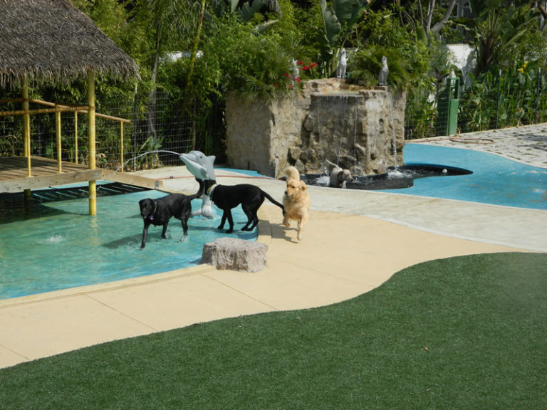 Photo Gallery | Paradise Ranch Pet Resort