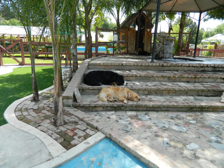 Photo Gallery | Paradise Ranch Pet Resort