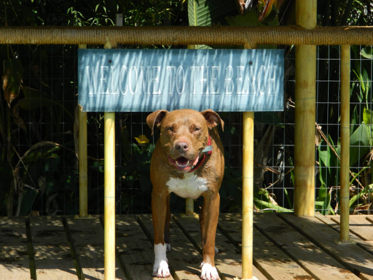 Photo Gallery | Paradise Ranch Pet Resort