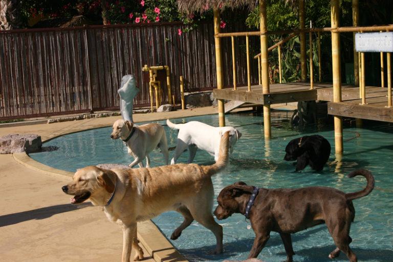 Waterpark | Paradise Ranch Pet Resort