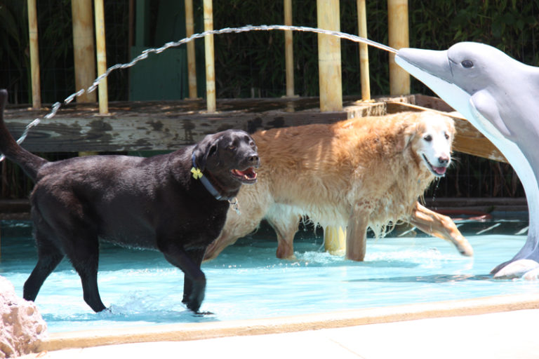 Photo Gallery | Paradise Ranch Pet Resort